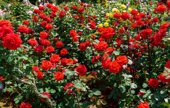 Wallpaper leaves, flowers, red, roses, garden, rose Bush, rosary, rose ...