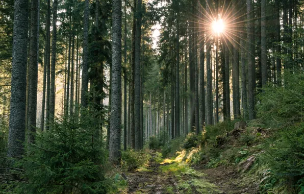 Wallpaper road, forest, nature for mobile and desktop, section природа ...