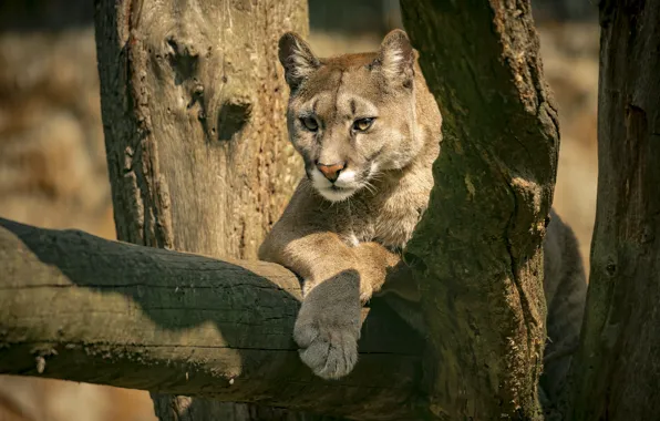 Wallpaper look, face, light, trees, portrait, log, Puma for mobile and ...