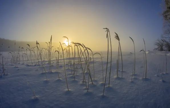 Download wallpaper cold, winter, grass, morning, section nature in ...