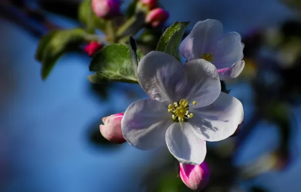 Wallpaper macro, flowers, spring for mobile and desktop, section цветы ...