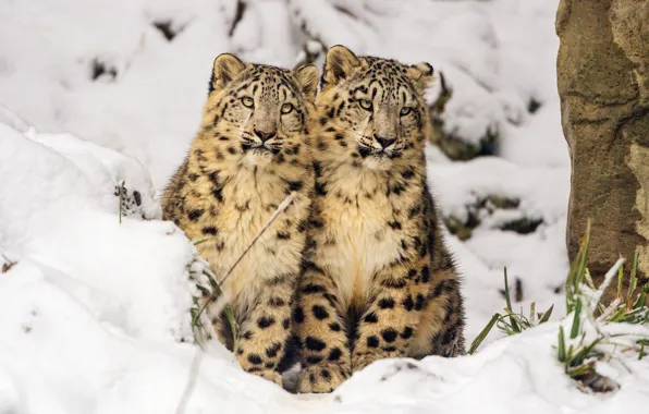 Wallpaper winter, snow, snow leopard, a couple, cubs, snow leopards for ...