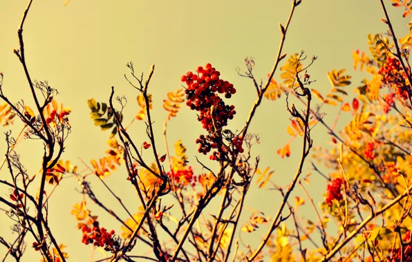 Wallpaper autumn, nature, tree, Rowan for mobile and desktop, section ...