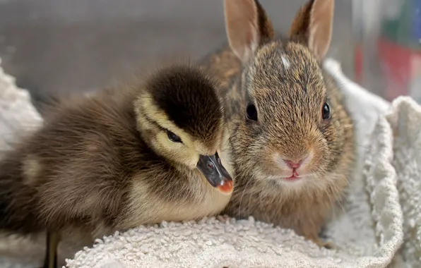 Download wallpaper rabbit, friends, duck, chick, section animals in ...