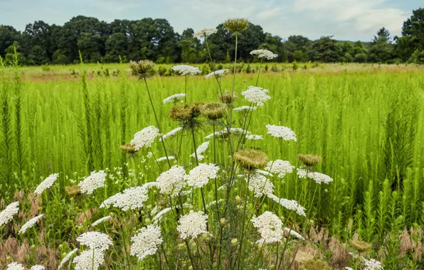 Download wallpaper greens, field, grass, flowers, stems, plants, meadow ...