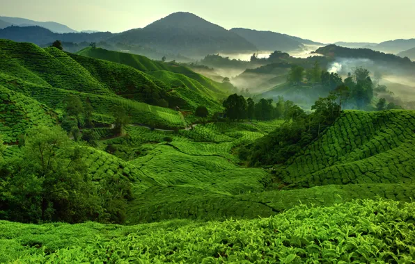 Wallpaper Mountains, Fog, Hills, Tea Fields for mobile and desktop ...