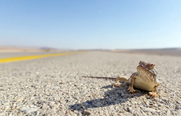 Wallpaper road, lizard, Trapelus pallidus for mobile and desktop ...