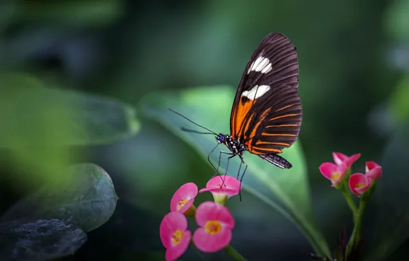 Wallpaper leaves, macro, flowers, nature, butterfly, plant, insect ...