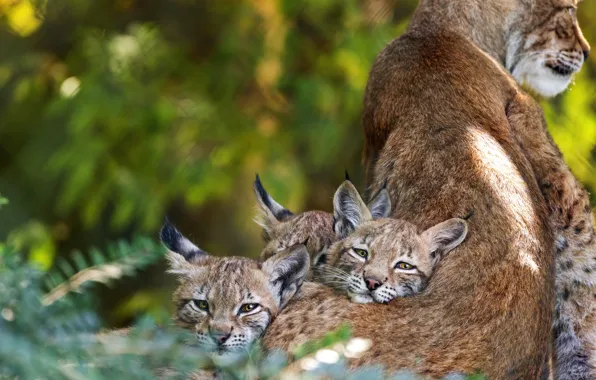 Download wallpaper look, nature, stay, back, kittens, kids, lynx, mom ...