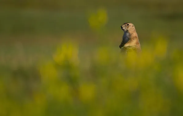 Wallpaper field, background, gopher, stand, bokeh for mobile and ...