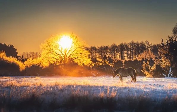 Wallpaper sunset, nature, horse for mobile and desktop, section природа ...