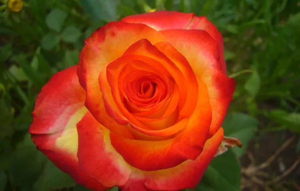 Wallpaper summer, rose, flower for mobile and desktop, section цветы ...