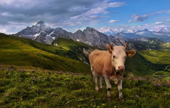 Download wallpaper mountains, cow, Alps, meadow, section animals in ...