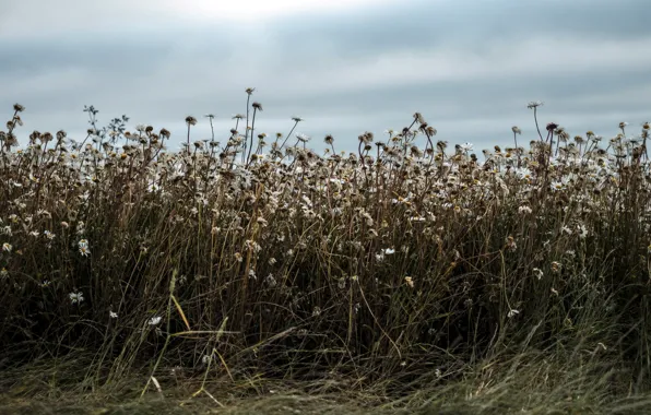 Wallpaper field, summer, chamomile for mobile and desktop, section ...