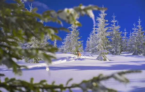 Wallpaper winter, forest, snow, branches, nature, dog, ate, walk for ...