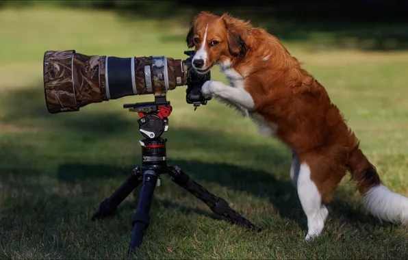 Wallpaper look, dog, the camera, Dog, camera, look, fotographer for ...