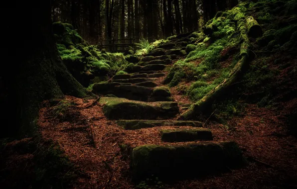 Download wallpaper nature, Park, ladder, section nature in resolution ...