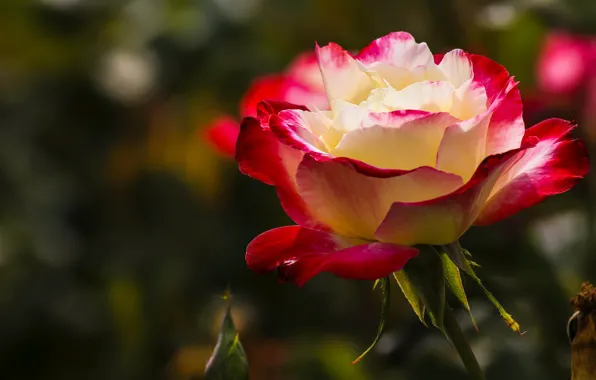 Wallpaper flower, macro, light, background, rose, two-tone, bokeh, red ...