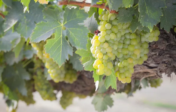 Download wallpaper leaves, nature, grapes, bunch, vineyard, shrub ...