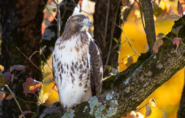 Wallpaper autumn, nature, bird, Red-Tailed Hawk for mobile and desktop ...
