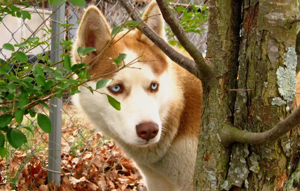 Download wallpaper leaves, Dog, red, husky, section dog in resolution ...