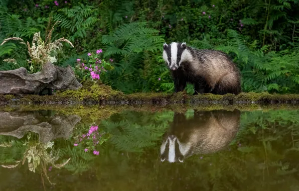 Wallpaper greens, flowers, reflection, pond, badger for mobile and ...