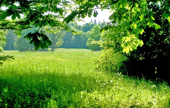 Wallpaper greens, summer, grass, trees, shadows, Sunny day for mobile ...