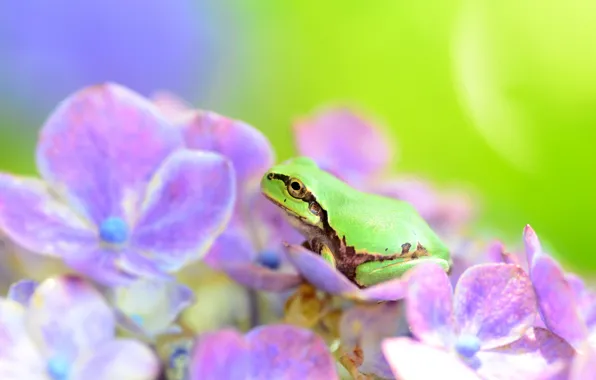 Wallpaper flowers, frog, hydrangea for mobile and desktop, section ...