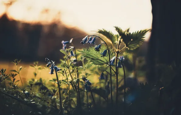 Wallpaper flowers, nature, background for mobile and desktop, section ...