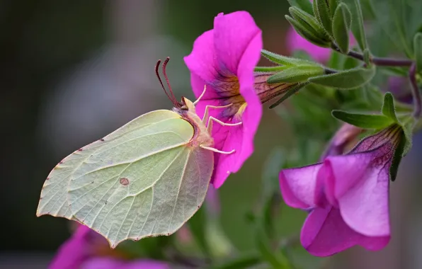 Download wallpaper flower, butterfly, bokeh, section macro in ...