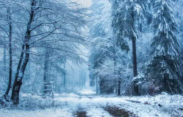Wallpaper winter, forest, nature images for desktop, section природа ...