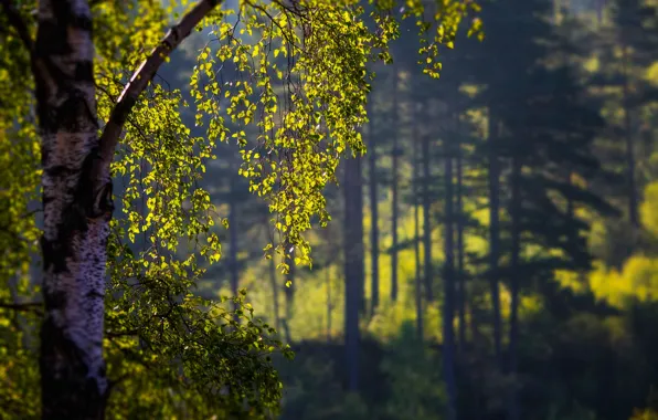 Wallpaper leaves, tree, blur, birch for mobile and desktop, section ...