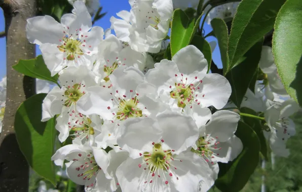 Wallpaper spring 2018, Mamala ©, flowering pear for mobile and desktop ...