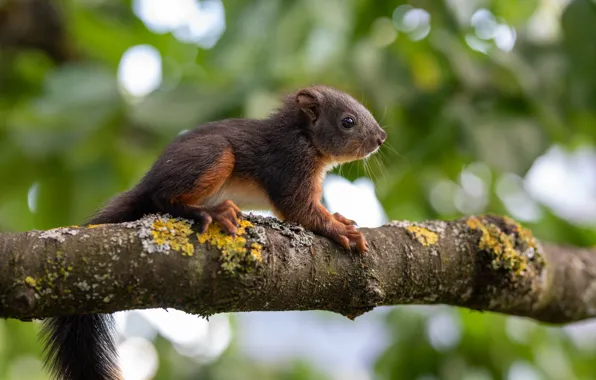 Download wallpaper nature, pose, tree, branch, protein, rodent ...