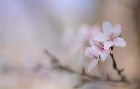 Wallpaper sprig, background, spring, flowers images for desktop ...