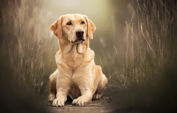 Lab Dog Wallpaper Hd