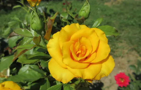 Download wallpaper summer, rose, yellow, section flowers in resolution ...