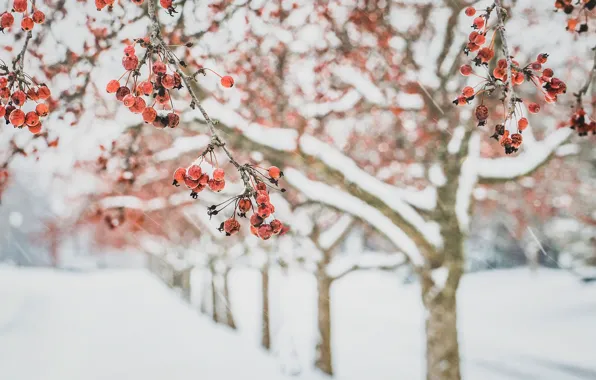 Wallpaper winter, apples, garden for mobile and desktop, section ...
