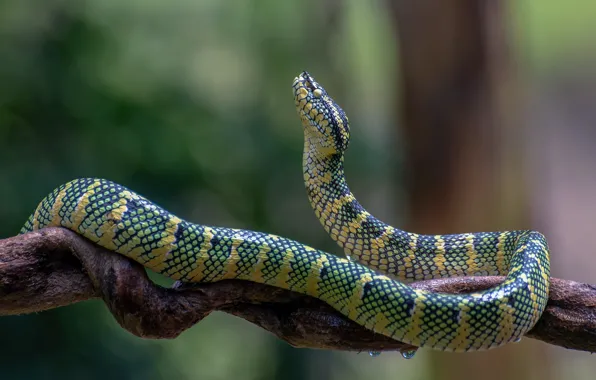 Wallpaper look, snake, Python, striped for mobile and desktop, section ...