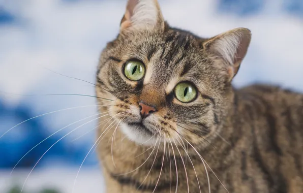 Download wallpaper cat, cat, look, background, tabby, section cats in ...