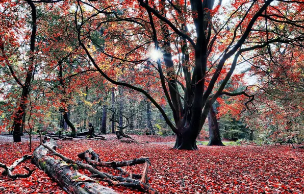 Wallpaper autumn, forest, nature for mobile and desktop, section природа, resolution 2000x1129 ...