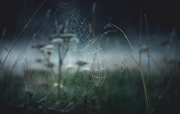 Wallpaper nature, background, web for mobile and desktop, section ...