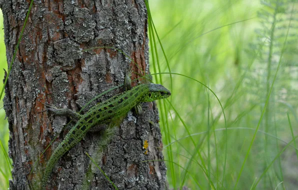 Wallpaper grass, macro, landscape, nature, spring, lizard, reptile for ...