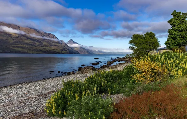 Wallpaper flowers, mountains, lake, grass images for desktop, section ...