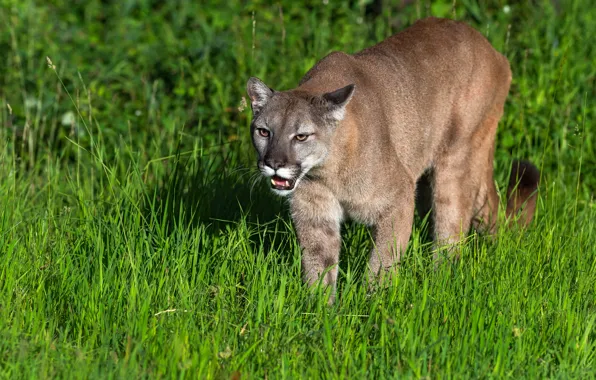 Wallpaper grass, light, pose, glade, walk, Puma, sneaks for mobile and ...