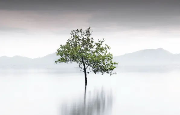 Wallpaper trees, nature, river for mobile and desktop, section природа ...