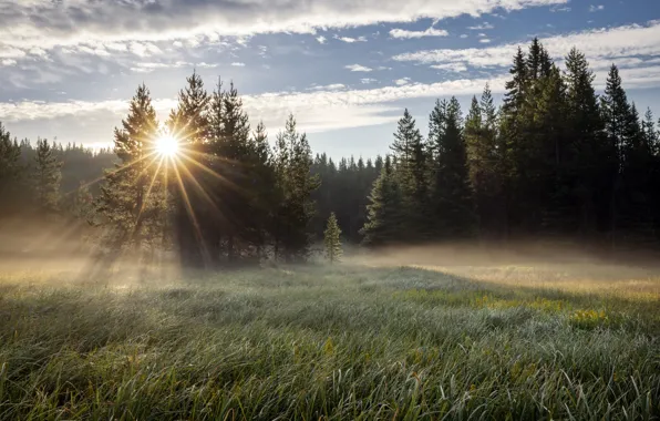 Download wallpaper field, forest, the sun, morning, section landscapes ...