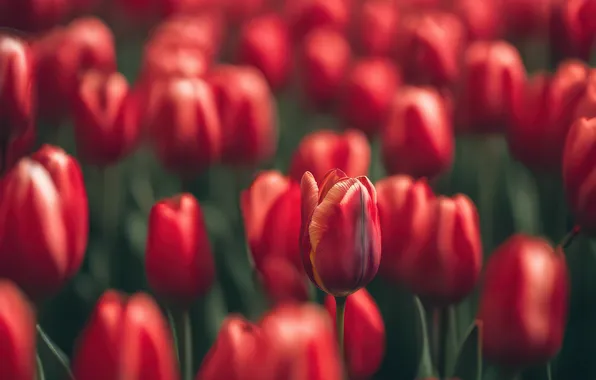 Wallpaper field, flowers, spring, tulips, red, flowerbed, a lot, bokeh ...