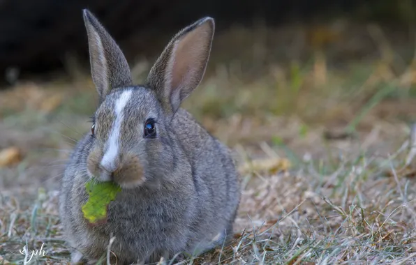 Wallpaper nature, rabbit, a blade of grass for mobile and desktop ...