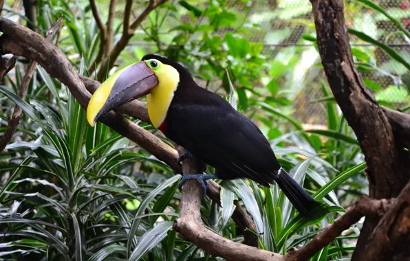 Wallpaper nature, bird, Toucan for mobile and desktop, section животные ...